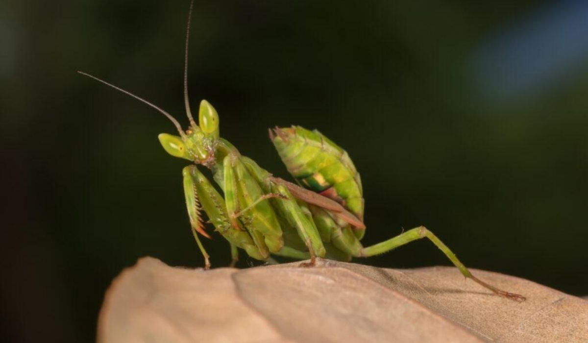 Entomofobia: medo de inseto - Psicólogos On-line | Inpa